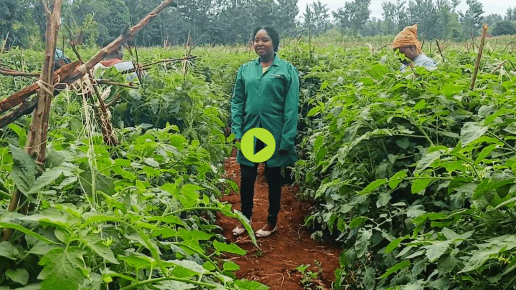 Emmat AgroFarm - Investing in agriculture